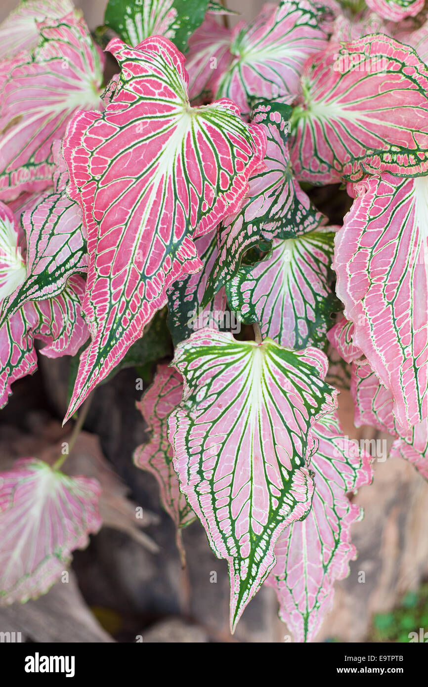 Cladium Leaves queen of the Leafy Plants Stock Photo - Alamy