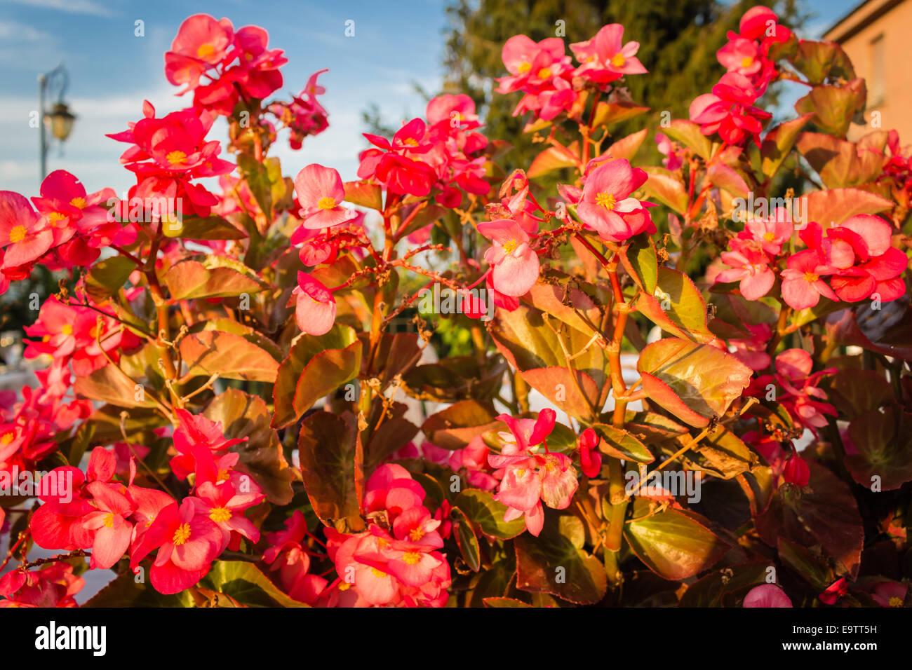 Begonia tree hi-res stock photography and images - Alamy