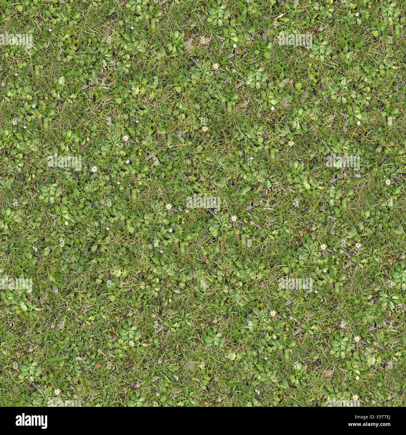 Seamless Tileable Texture of Forest Lawn with White Flowers Stock Photo ...