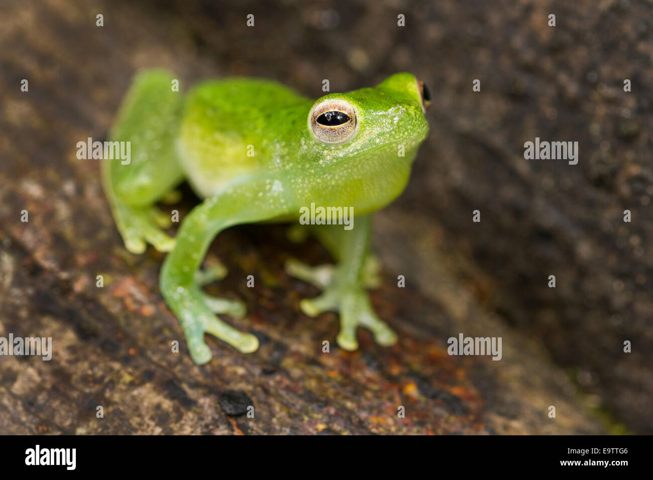 A Greater Hatchet-faced Tree Frog, Peru Stock Photo - Alamy