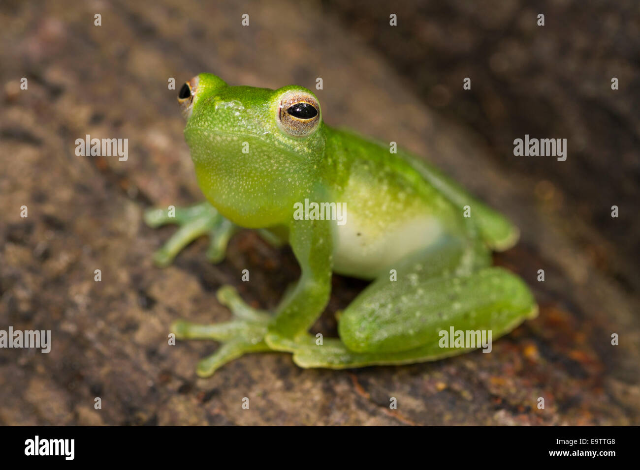 Greater hatchet faced tree frog hi-res stock photography and images - Alamy