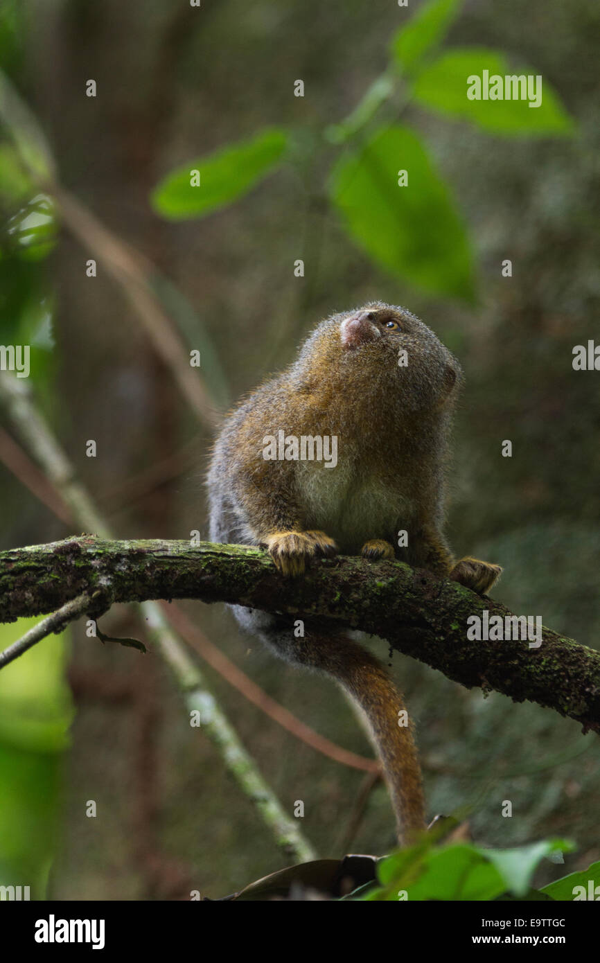 A Pygmy Marmoset (Cebuella pygmaea) on a tree branch, Peru Stock Photo ...