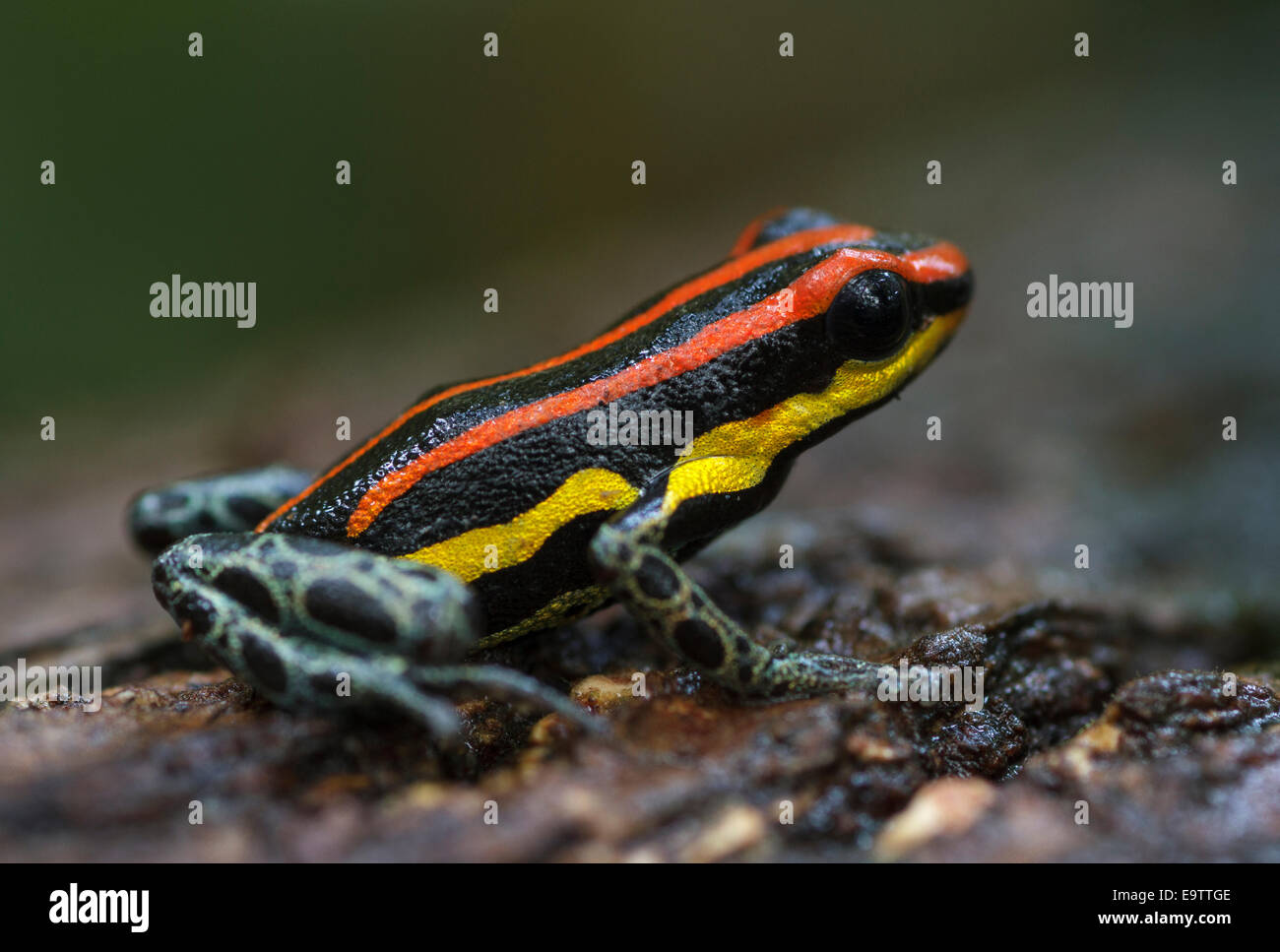 Amazon rainforest poison frog hi-res stock photography and images - Alamy