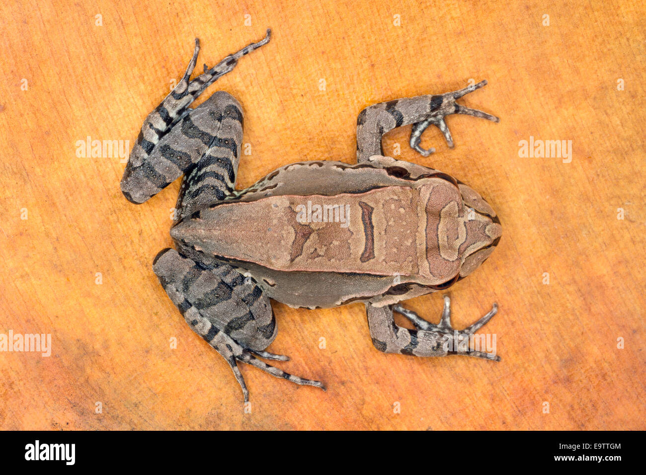 Smokey Jungle Frog on a leaf in the Amazon rainforest, Peru Stock Photo ...