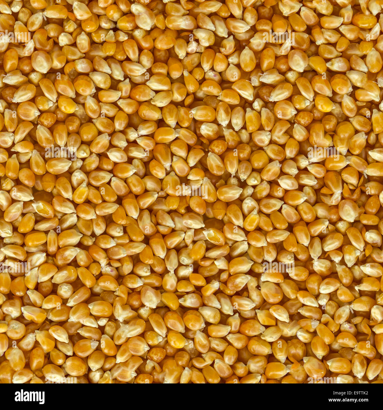Corn Grains of Close Up Background. Seamless Tileable Texture Stock ...