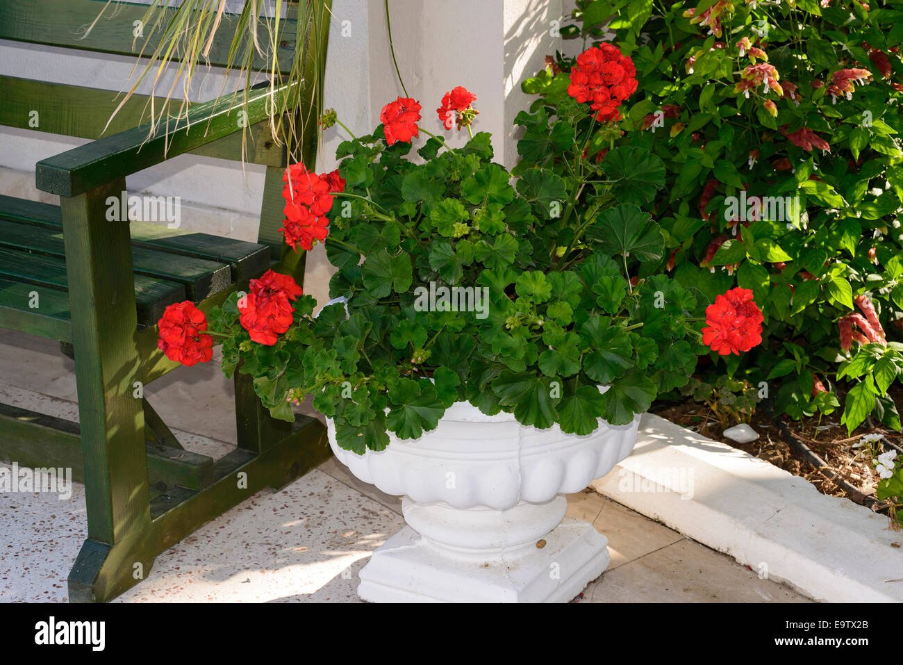 Geraniums in pots hi-res stock photography and images - Alamy