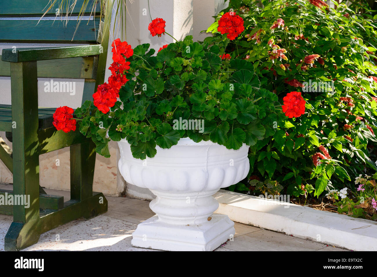 Red geraniums in pots hi-res stock photography and images - Alamy
