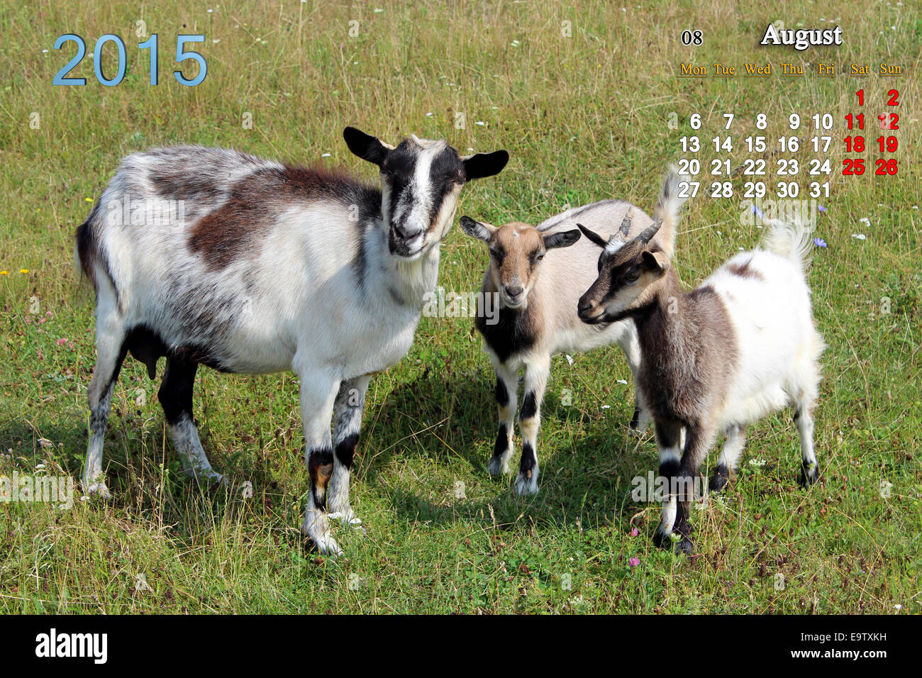 beautiful calendar for August of 2015 year with goat and kids Stock ...