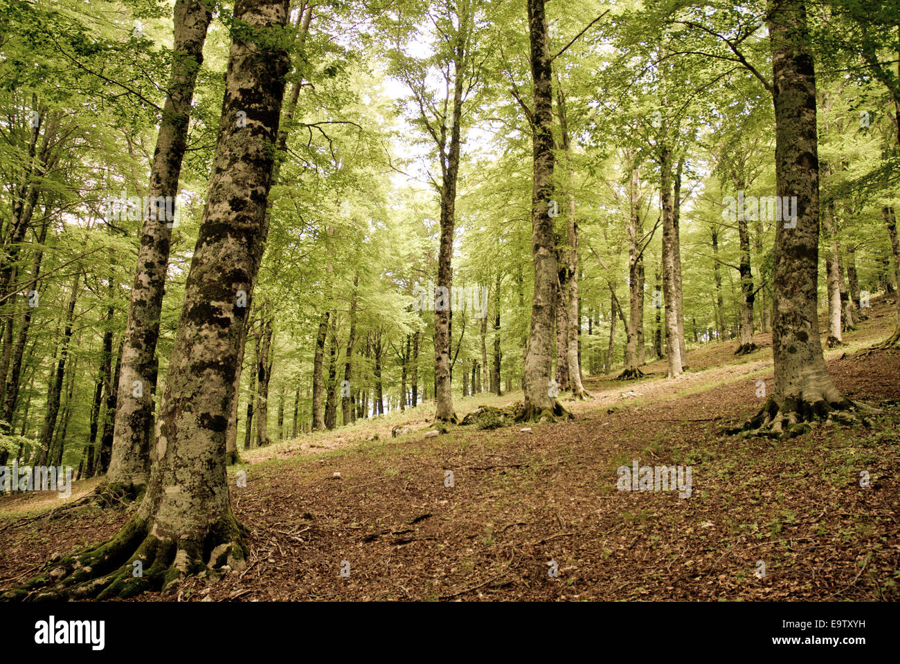 Many beech trees in hi-res stock photography and images - Alamy