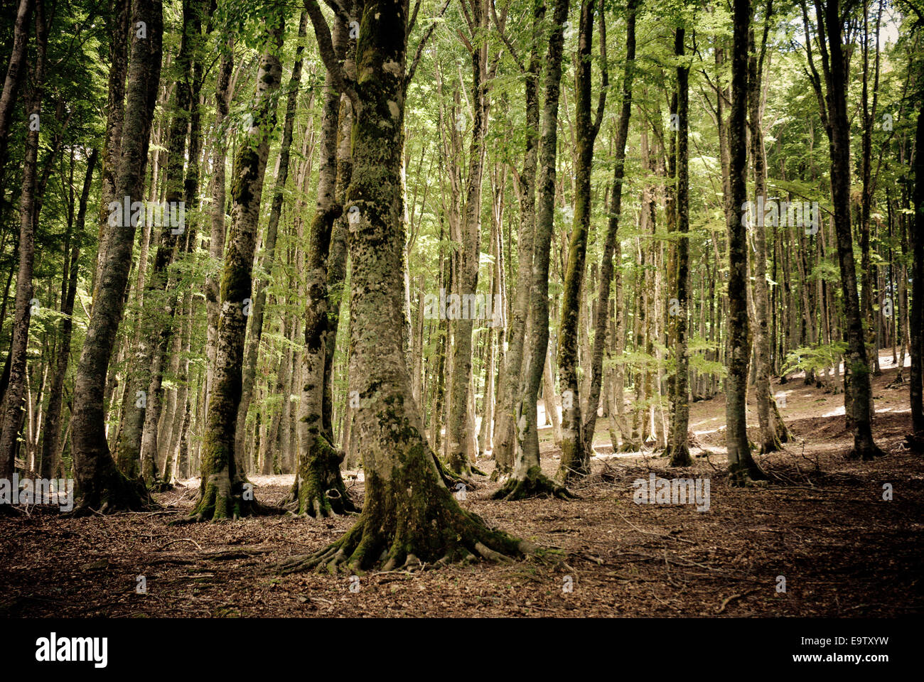 Many beech trees in hi-res stock photography and images - Alamy