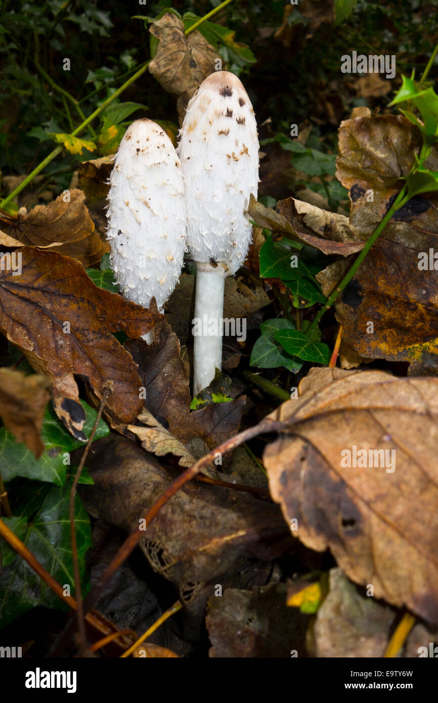 Ink fungi hi-res stock photography and images - Alamy