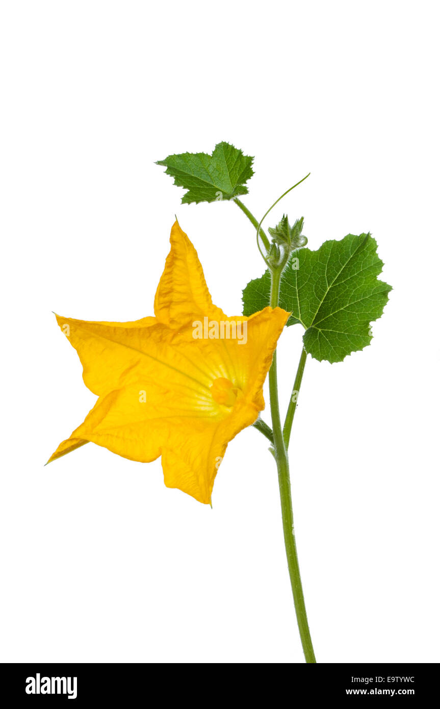 Female Courgette flower and foliage isolated against white Stock Photo ...