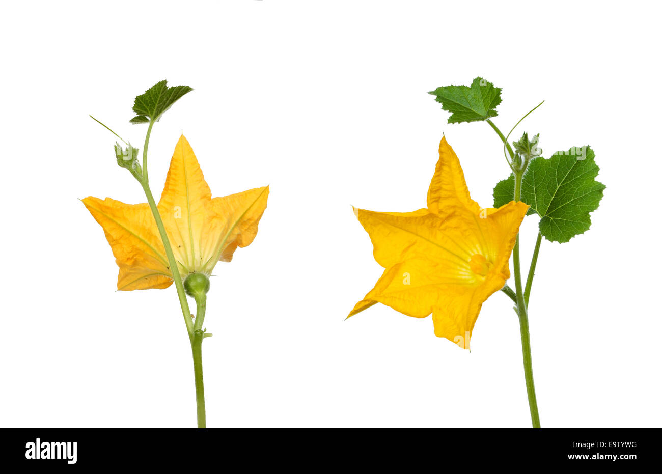 Rear flowers Cut Out Stock Images & Pictures - Alamy