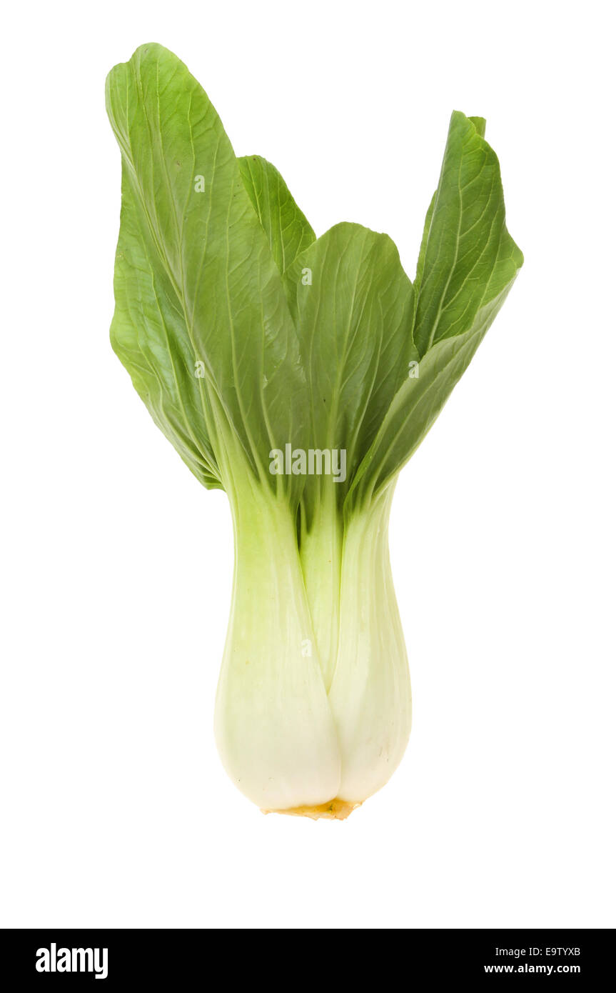 Pak Choi, Chinese cabbage isolated against white Stock Photo - Alamy