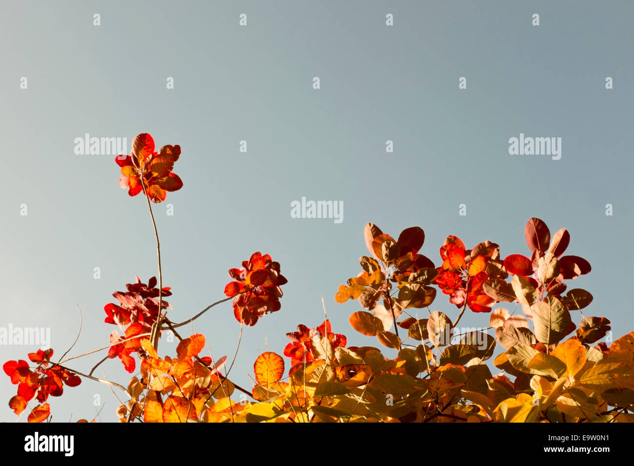 Persian ironwood tree hi-res stock photography and images - Alamy