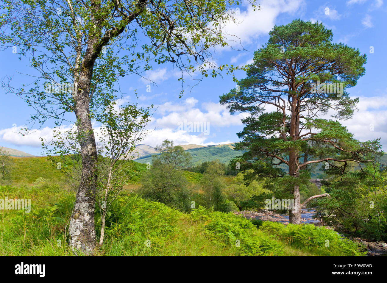 Scottish caledonian pine trees hi-res stock photography and images - Alamy