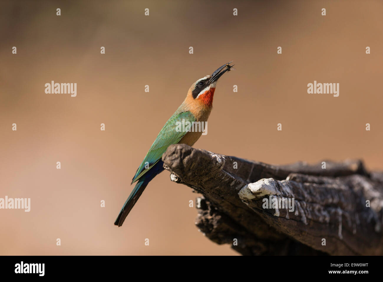 White fronted bee eater Chobe river Kasane Botswana Stock Photo - Alamy
