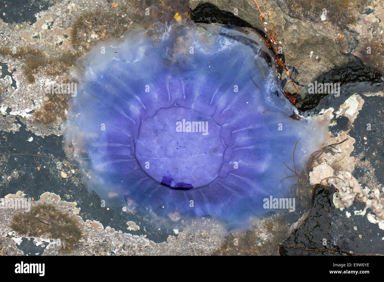 Cyanea Lamarckii High Resolution Stock Photography and Images - Alamy