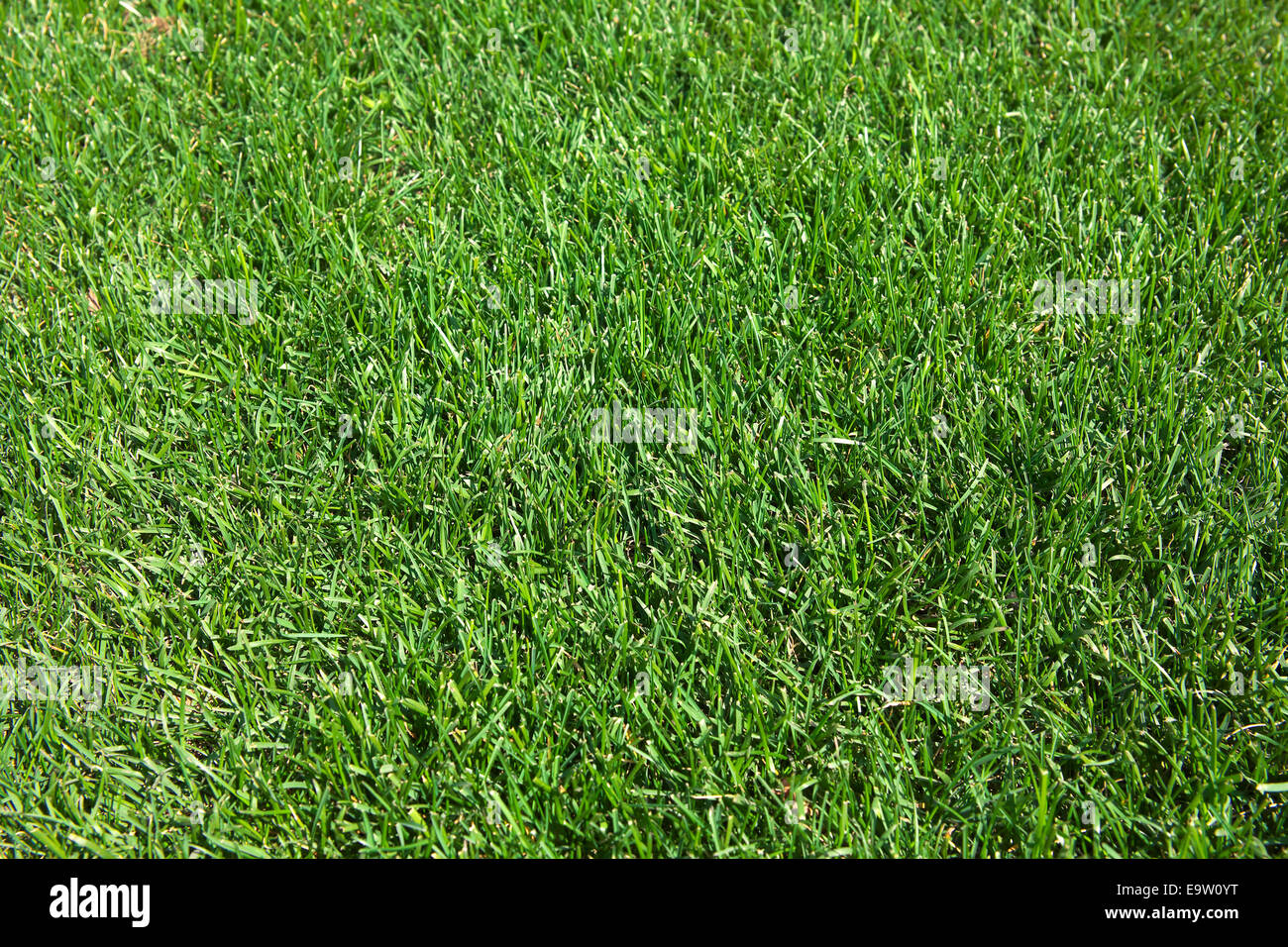 Closeup freshly cut grass hi-res stock photography and images - Alamy