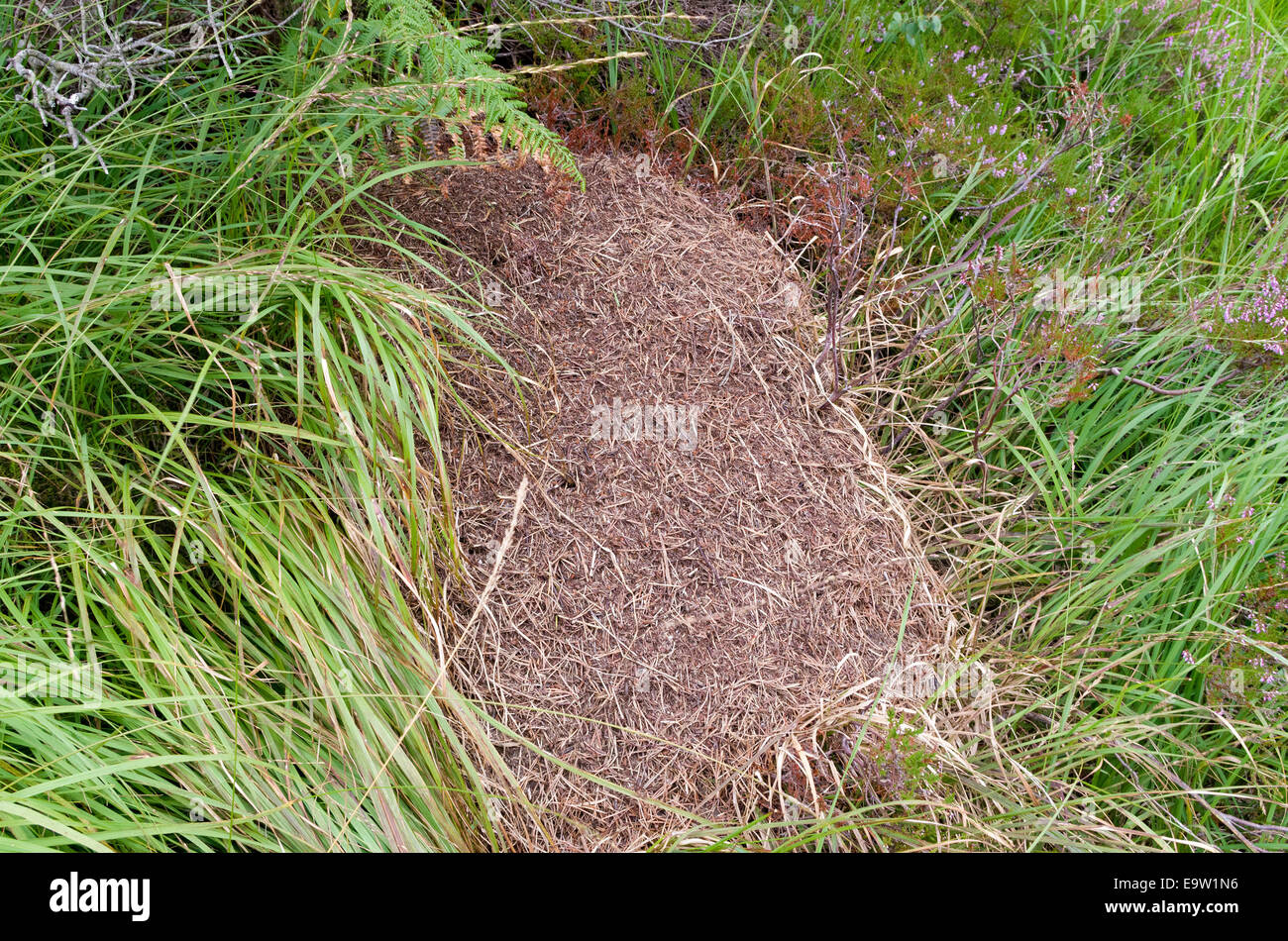 Wood Ants ( Formica rufa ) Nest in Summer, UK Stock Photo - Alamy