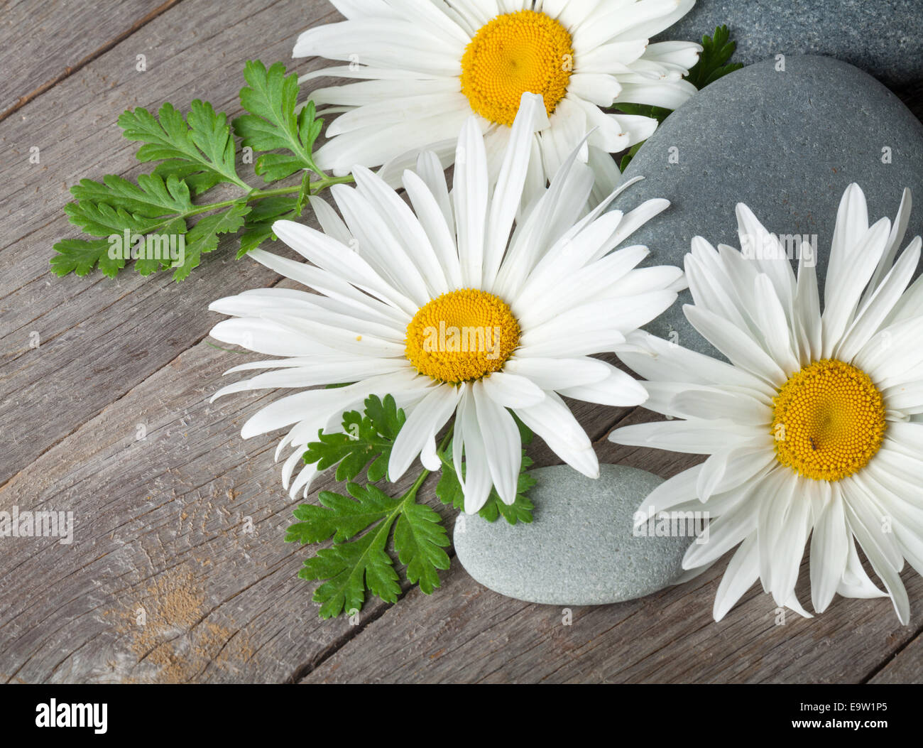 Daisy camomile flowers on wooden table background Stock Photo - Alamy
