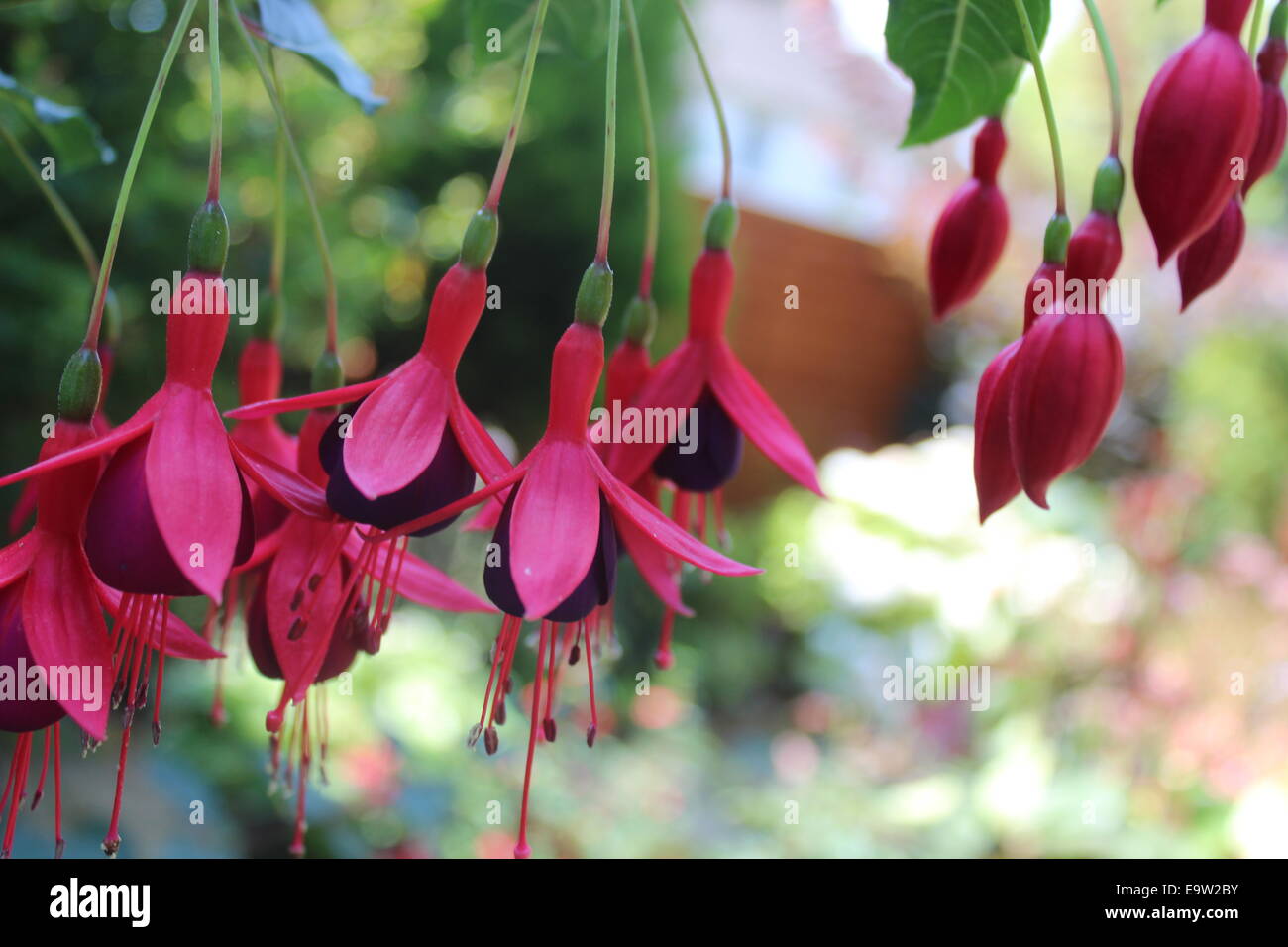 Pink hanging flowers hi-res stock photography and images - Alamy
