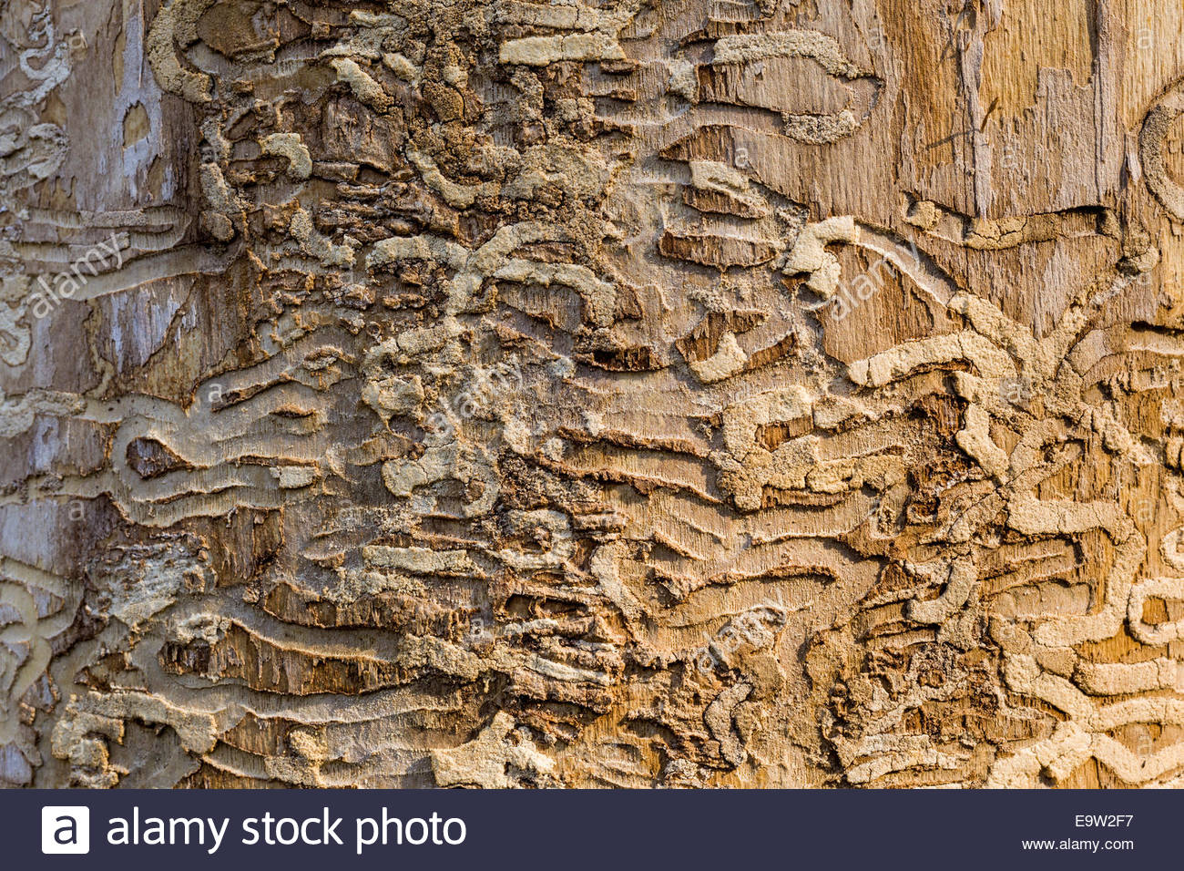 Ash Borer Beetle Stock Photos & Ash Borer Beetle Stock Images - Alamy