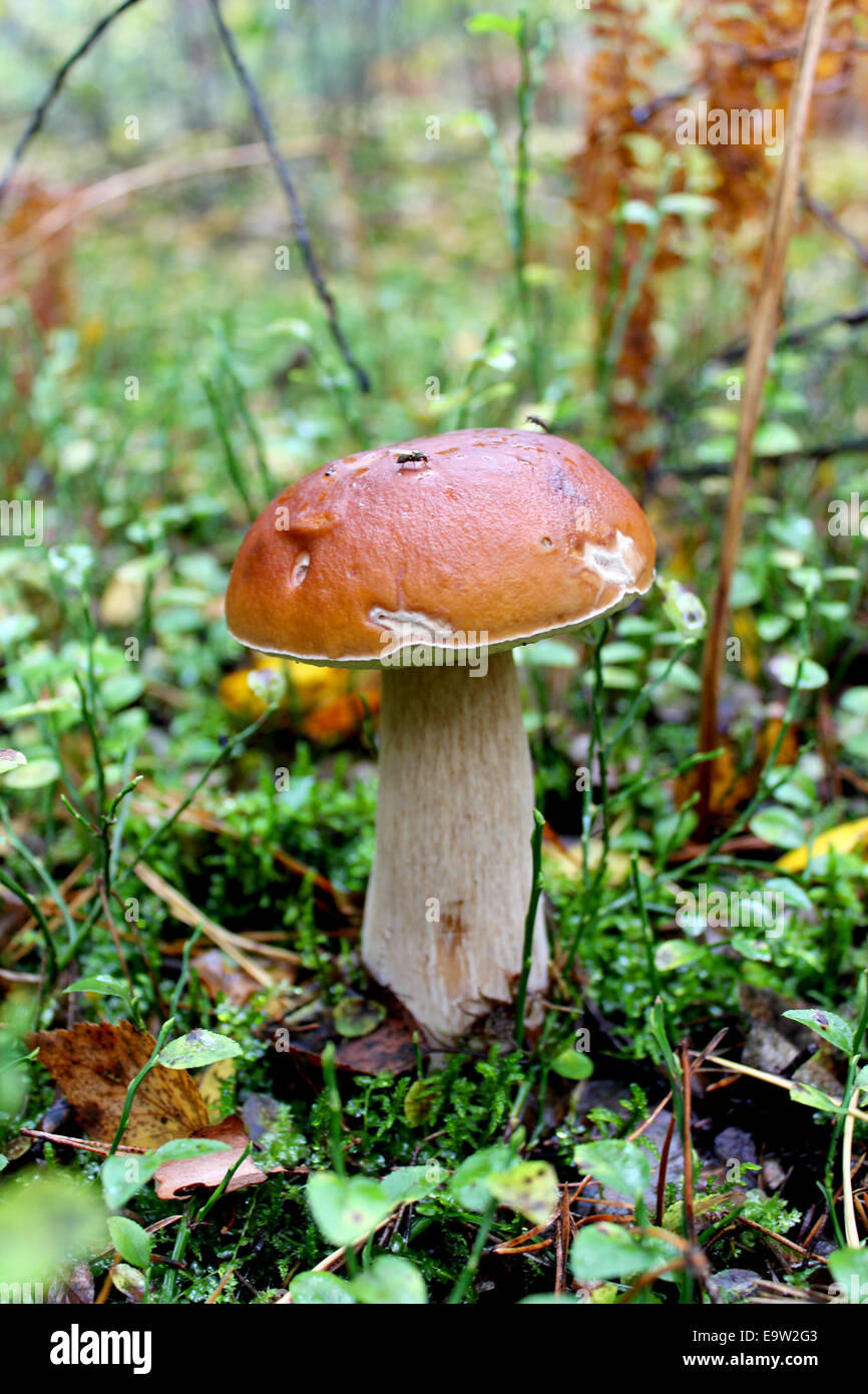 Beautiful cep boletus fungi hi-res stock photography and images - Alamy