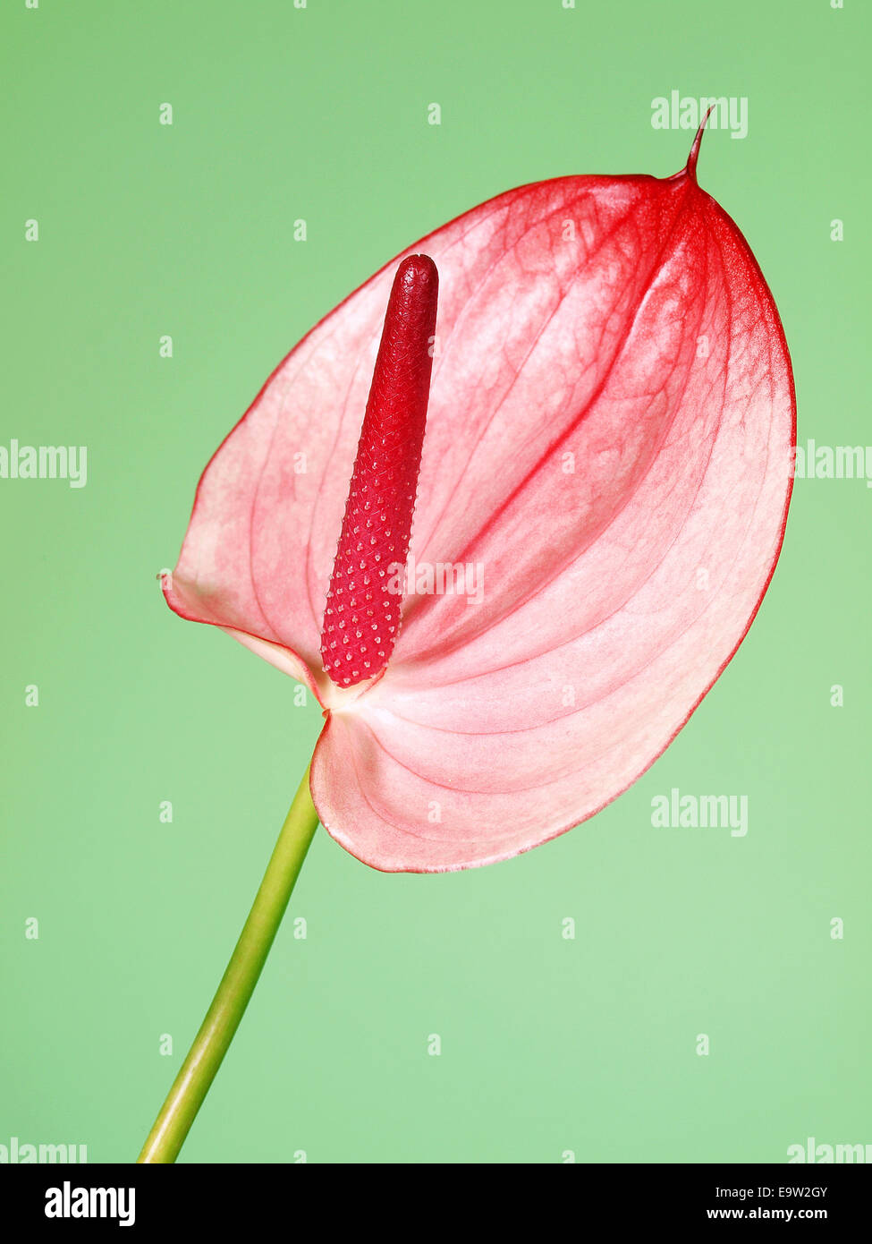 Pink anthurium flower Stock Photo - Alamy