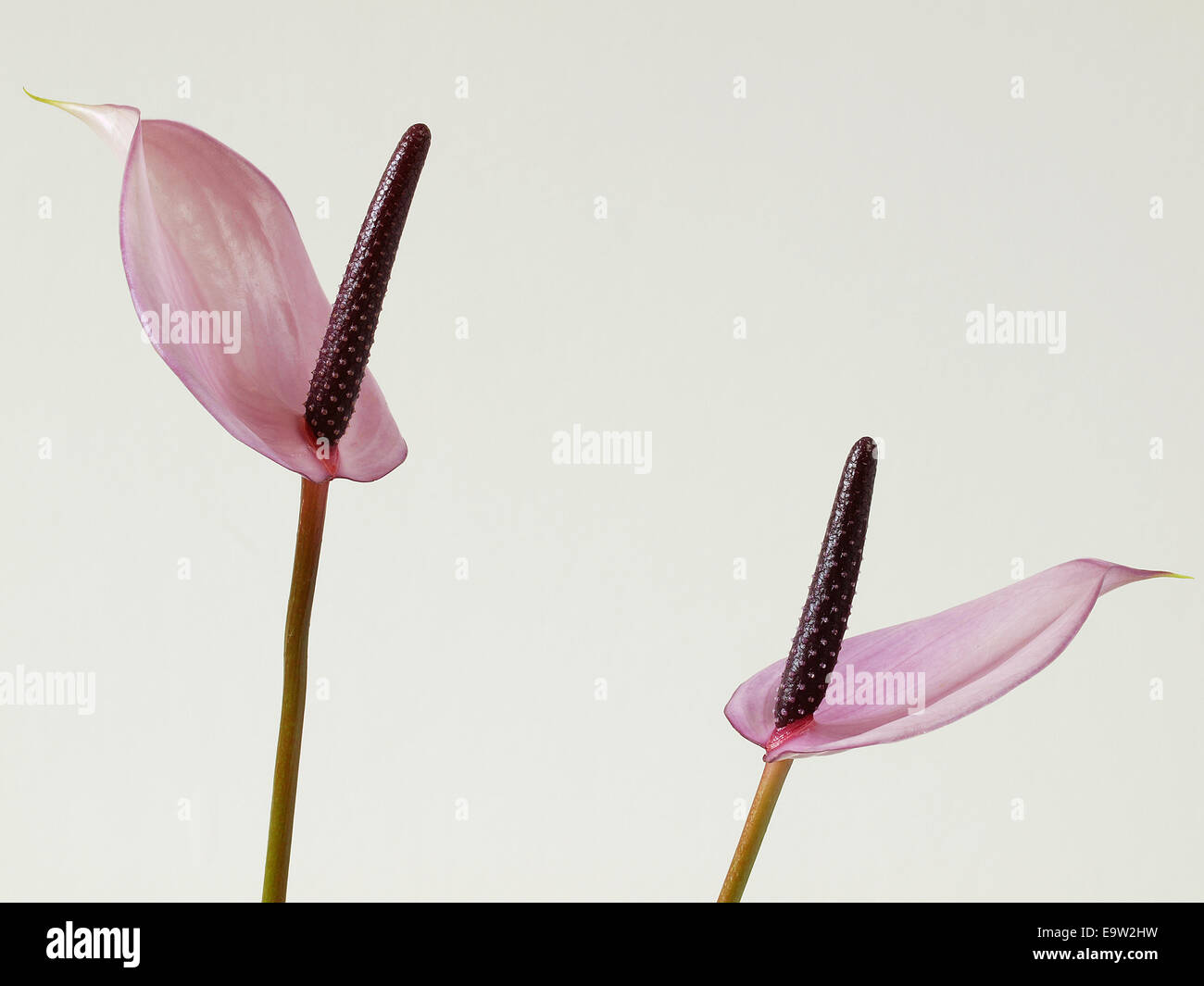 Violet Tropical Flower High Resolution Stock Photography and Images - Alamy