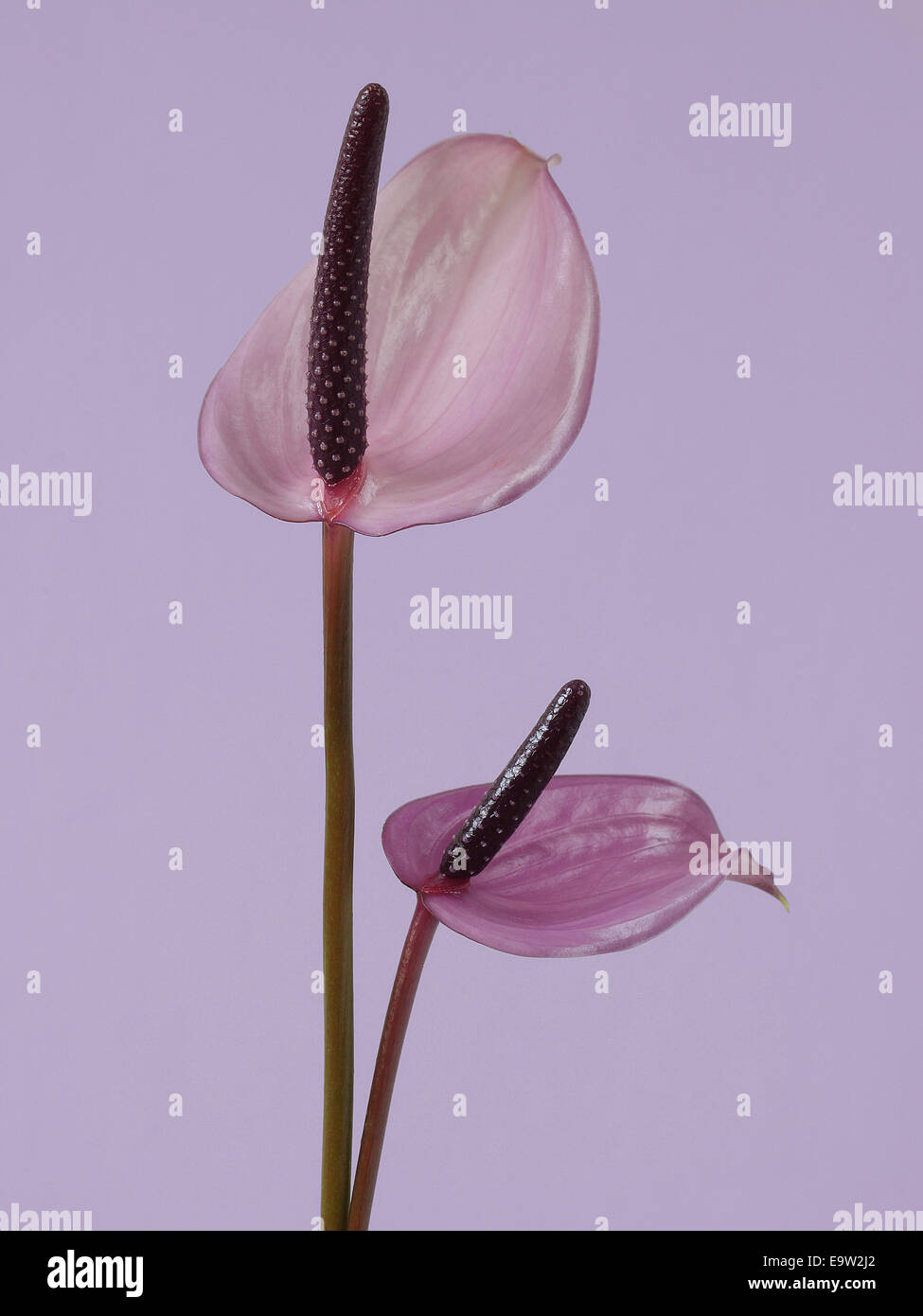 Violet anthurium flowers Stock Photo - Alamy