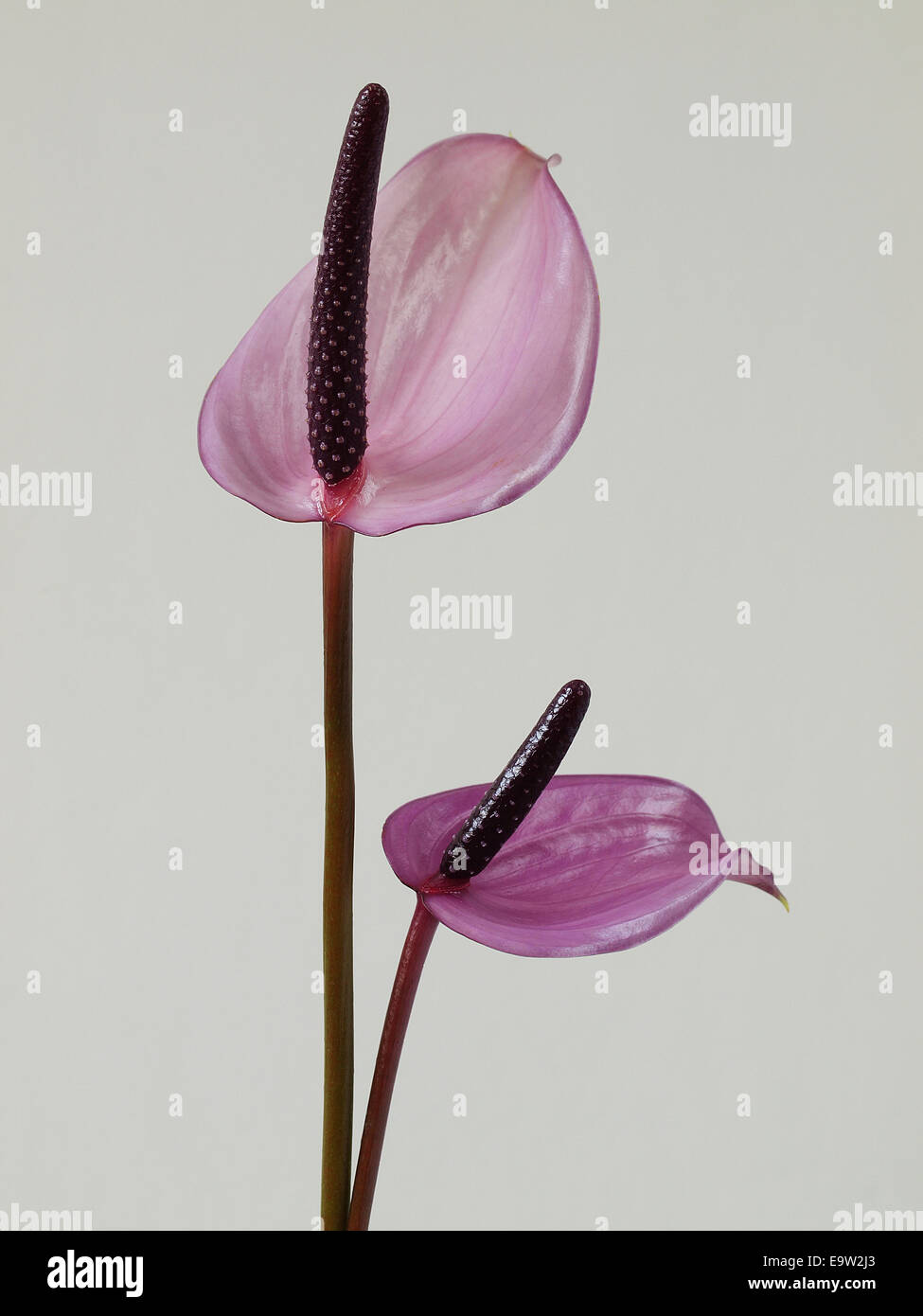 Violet Tropical Flower High Resolution Stock Photography and Images - Alamy