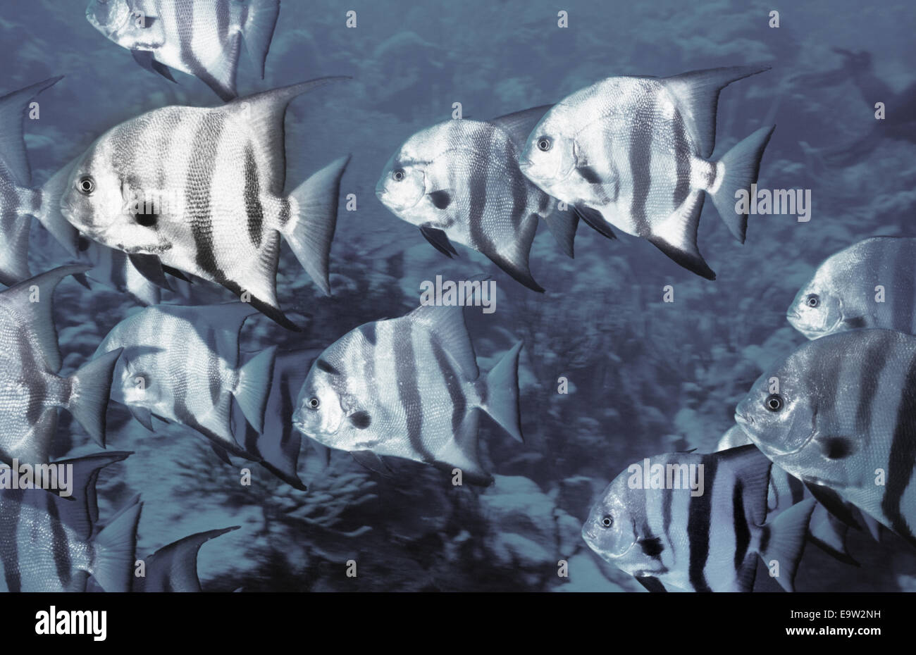 Atlantic Spadefish, (Chaetodipterus Faber) photographed underwater in ...