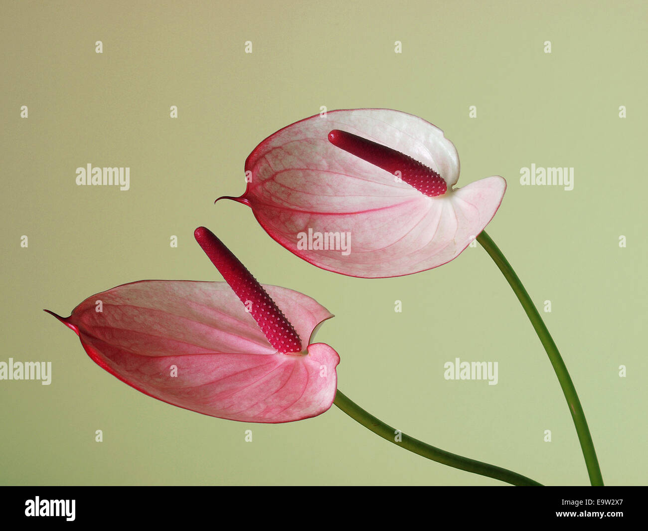 Pink anthurium flower Stock Photo - Alamy