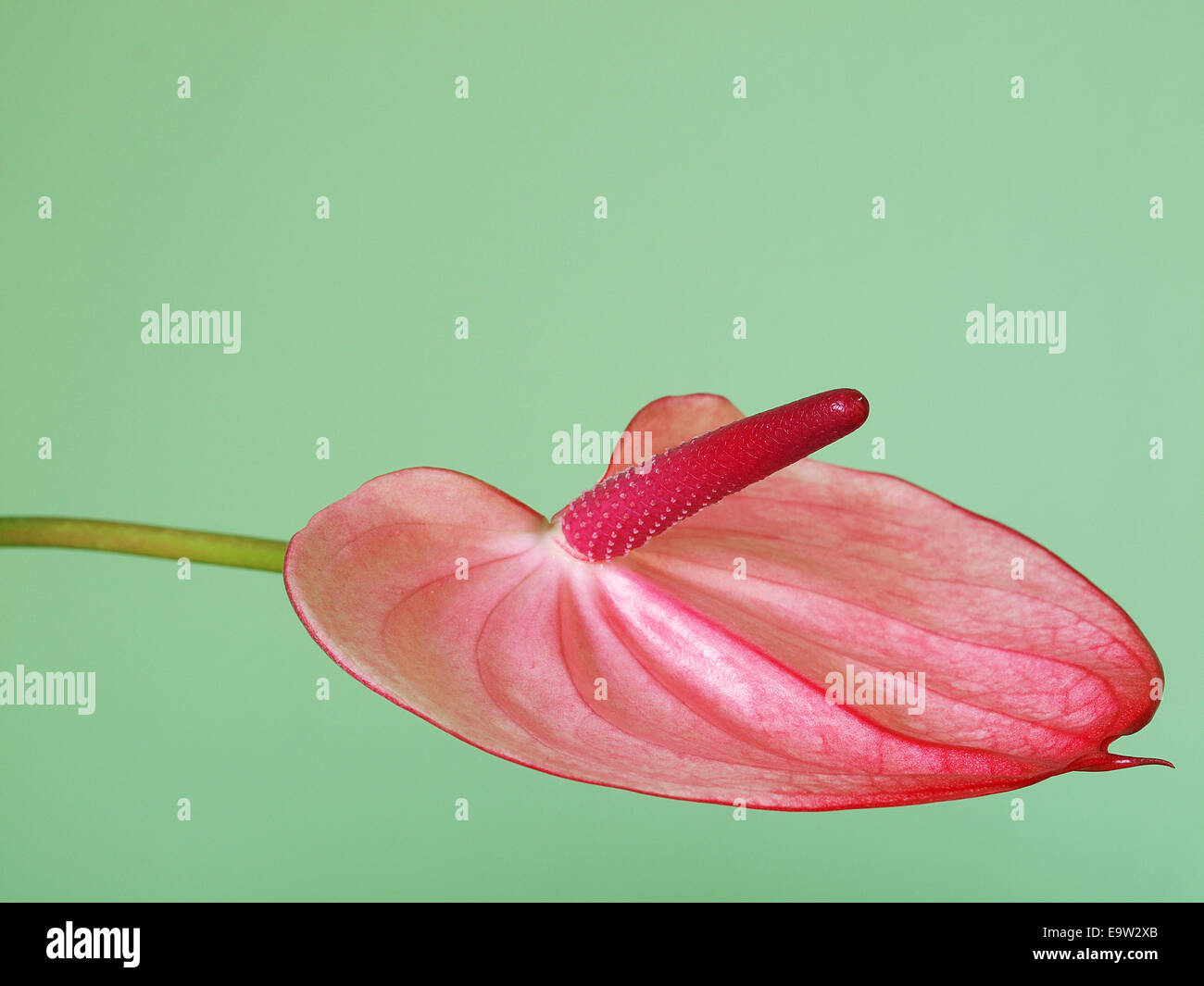 Pink anthurium flower Stock Photo - Alamy