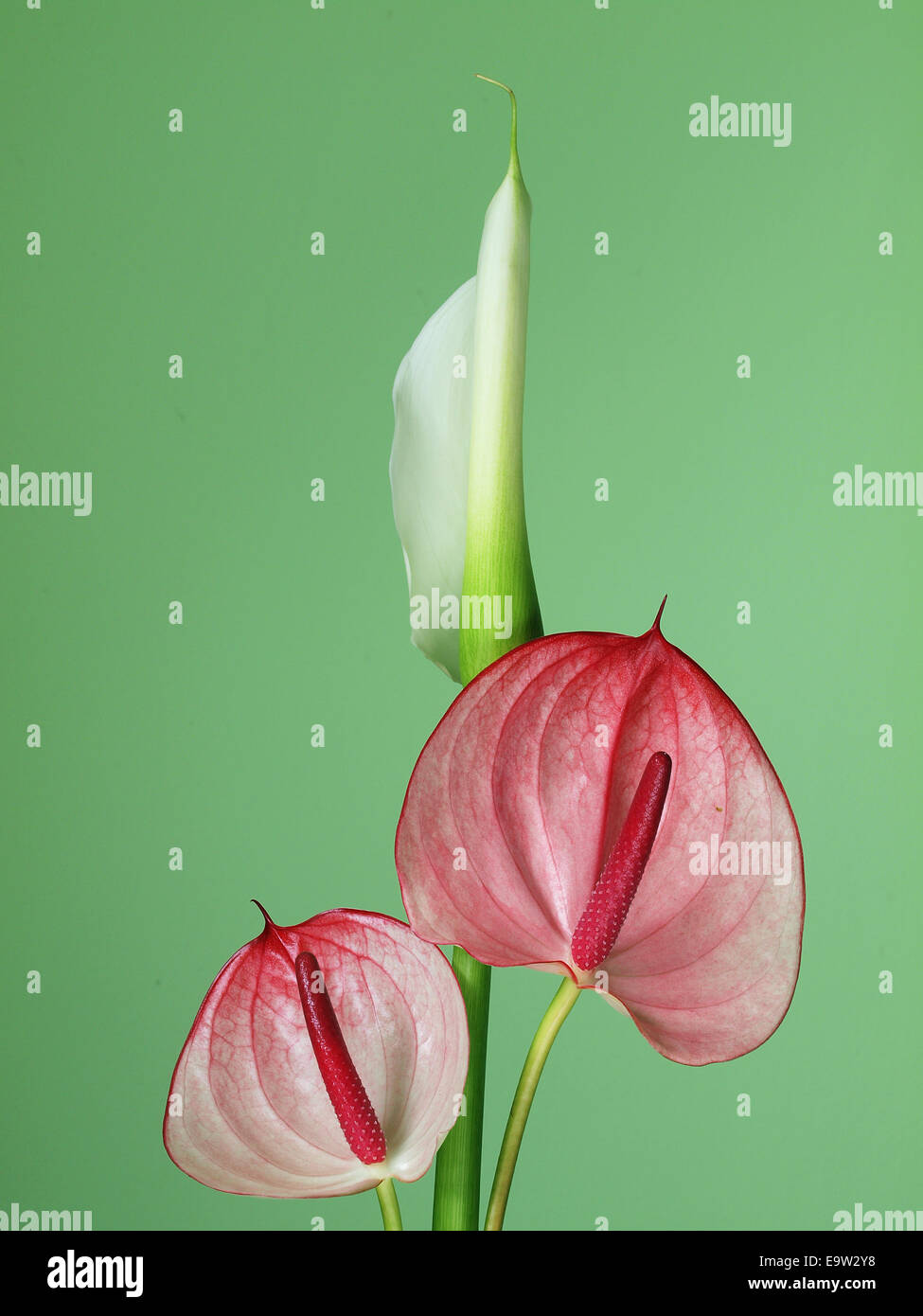 Pink anthurium flowers Stock Photo - Alamy
