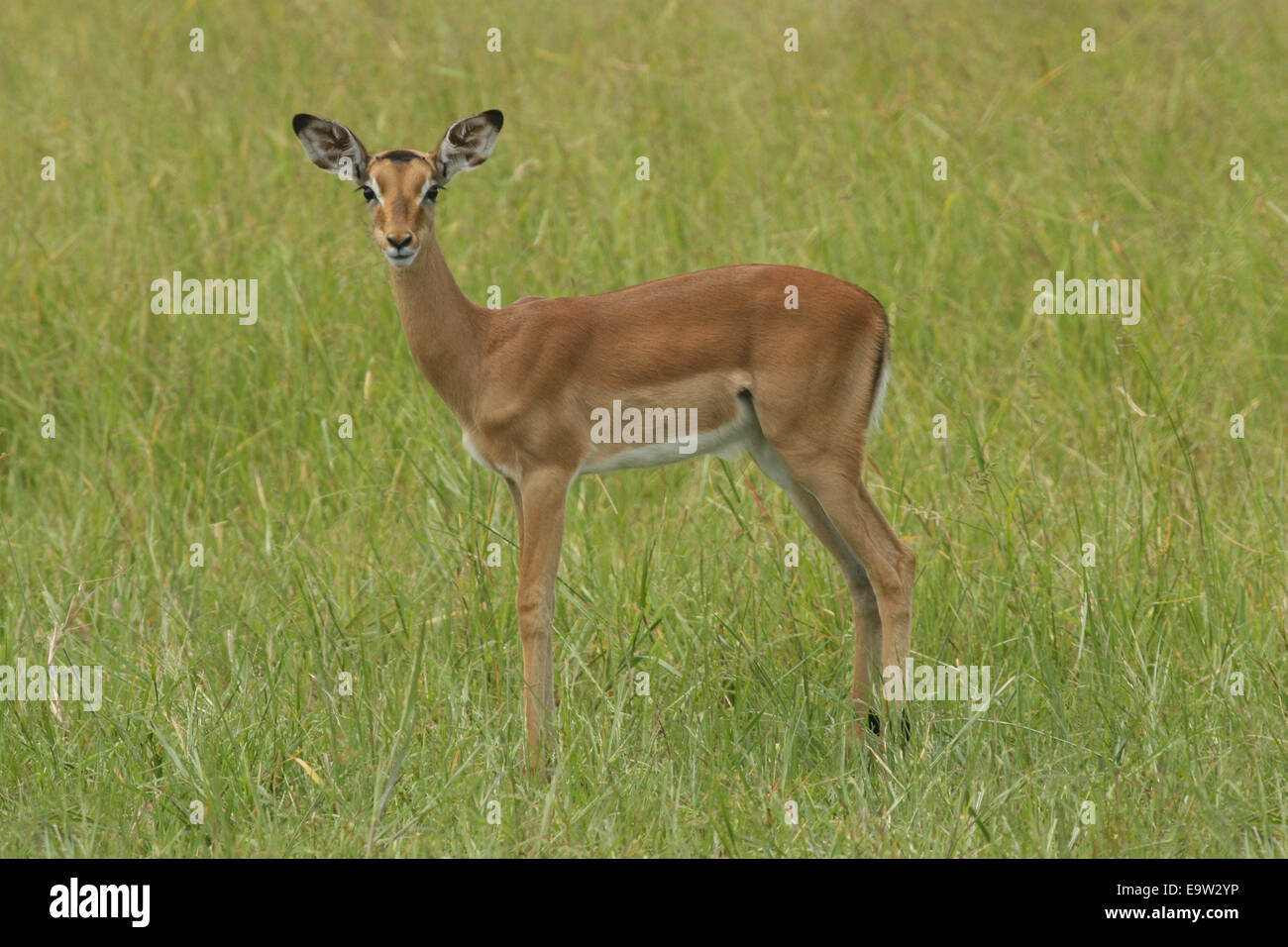 Impala fawn in grassland Stock Photo - Alamy