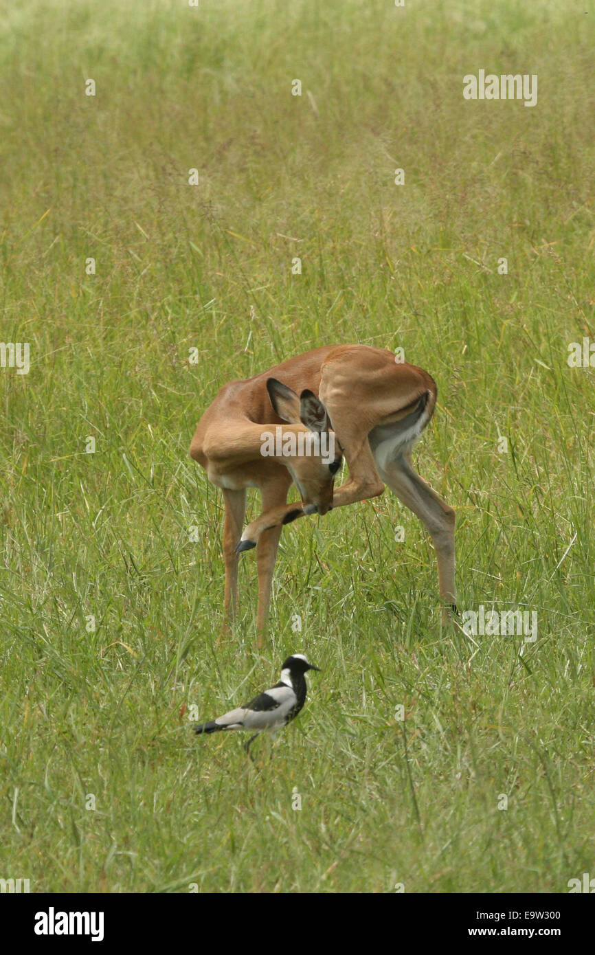 Impala fawn scratching its hind leg with Blacksmith Lapwing Plover in ...