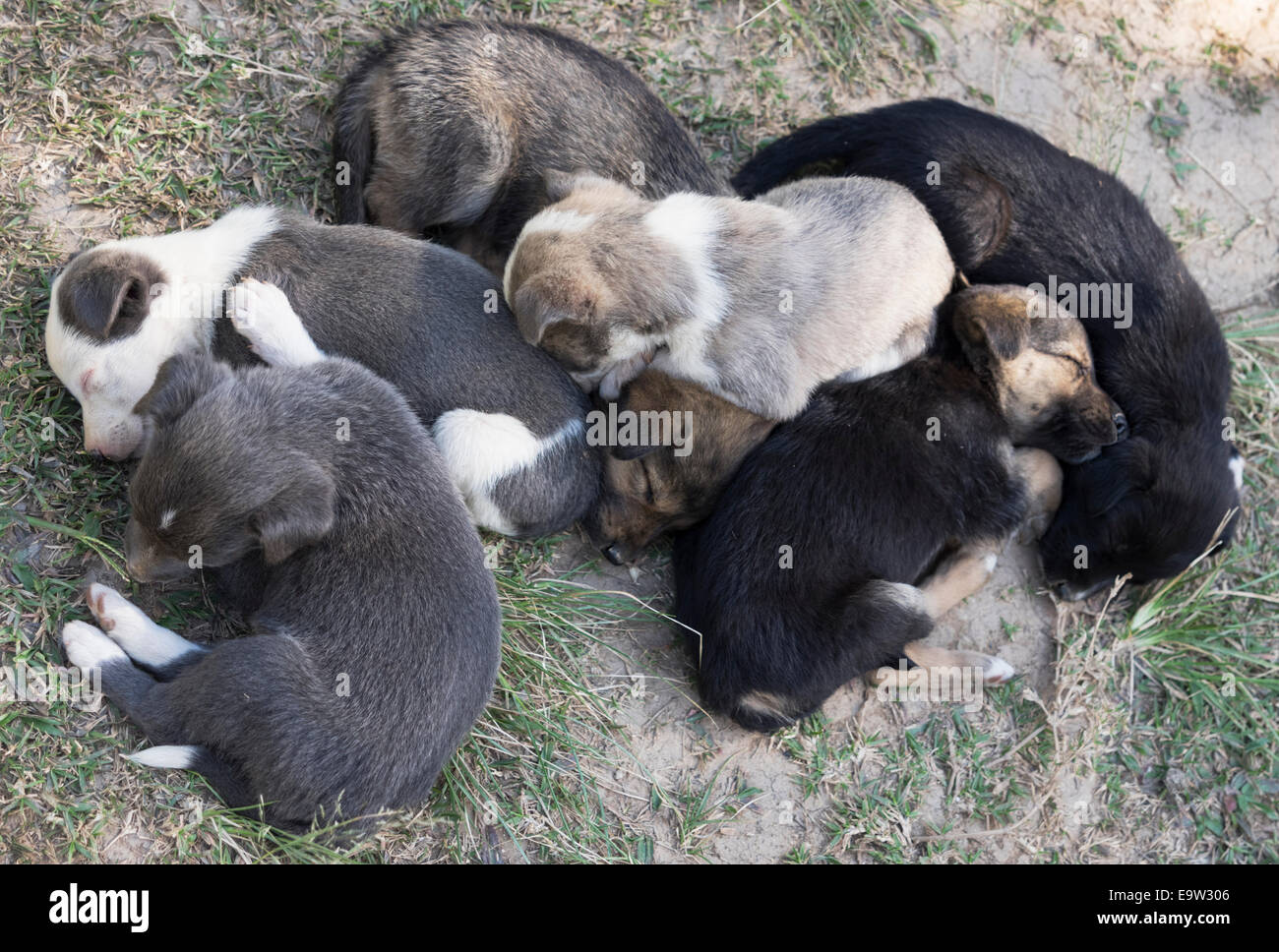 Why Do Puppies Huddle Together