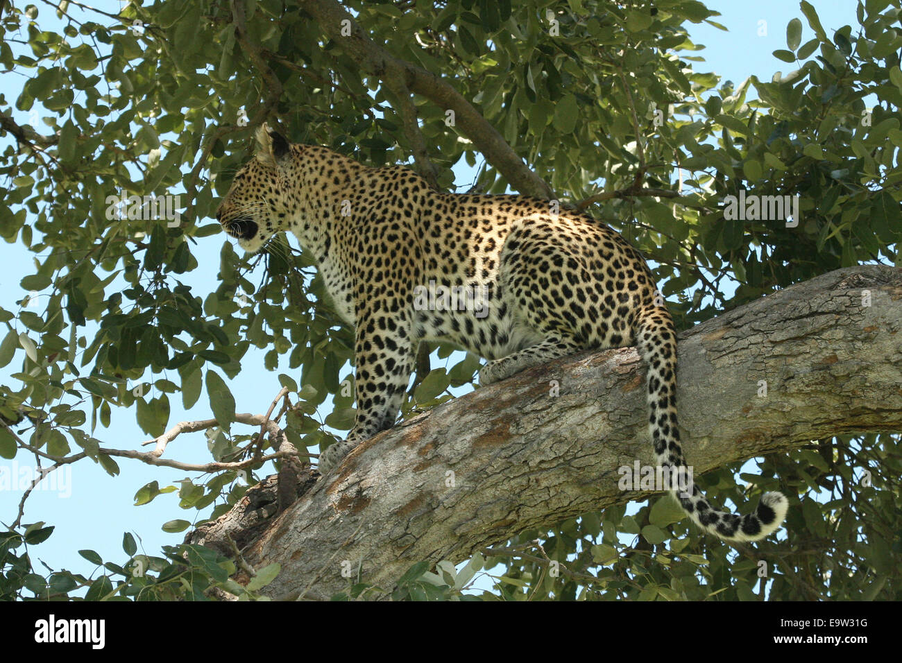 African Leopard in tree Stock Photo - Alamy