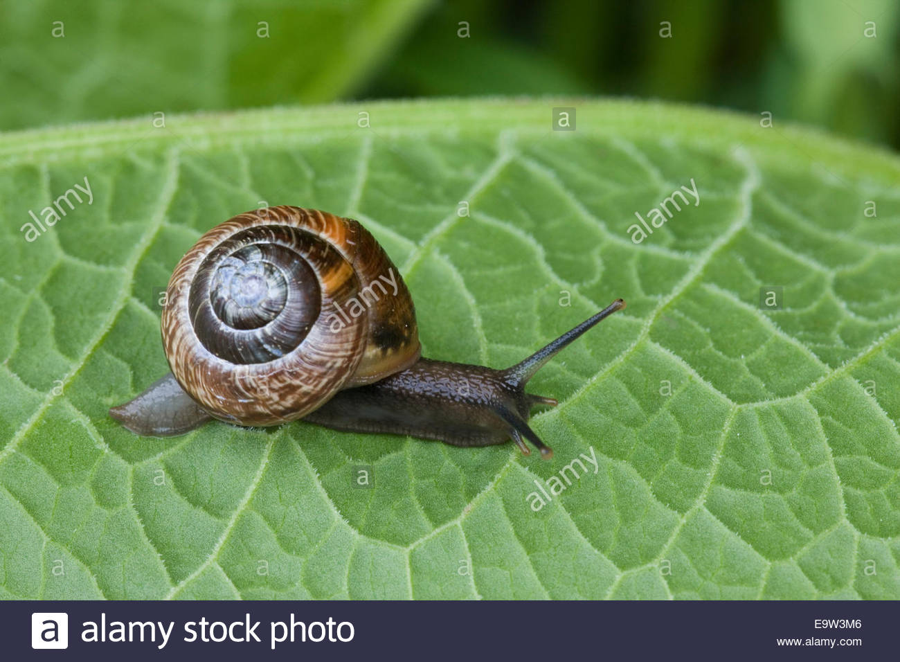 Snail Uk High Resolution Stock Photography and Images - Alamy