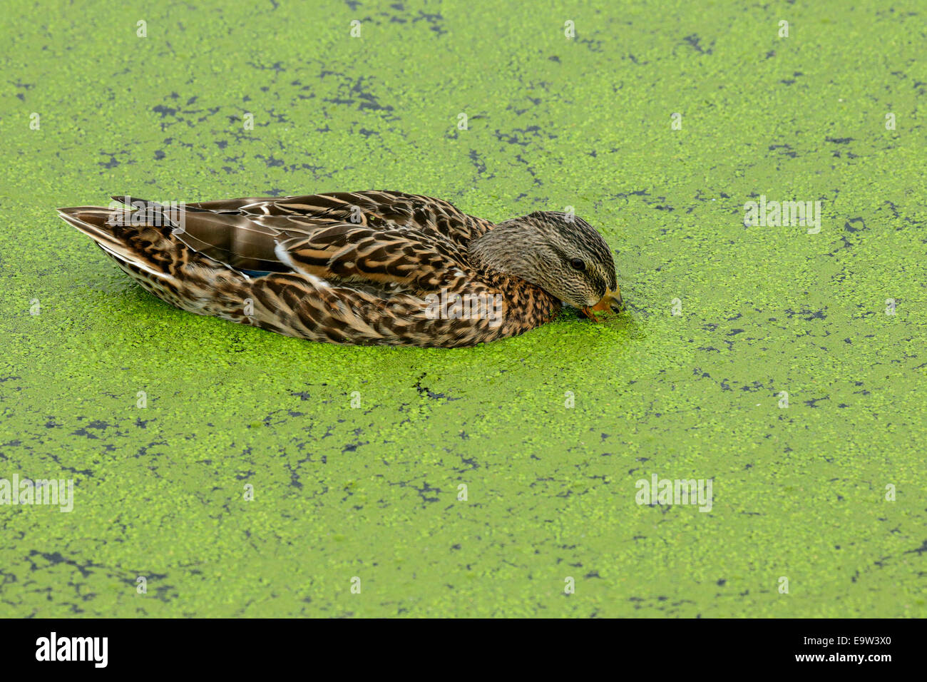 Mallard duck hen feeding on duckweed algae in Swan Lake-Victoria ...