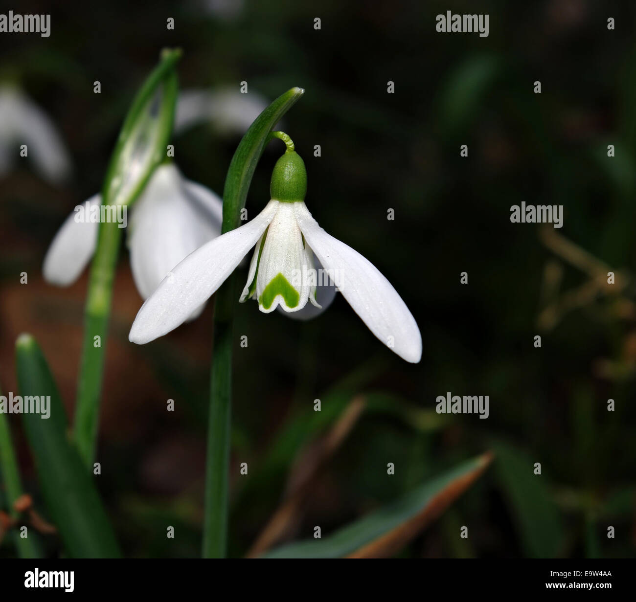 Fresh snowdrops in deep forest shadow lit by sun beam Stock Photo - Alamy