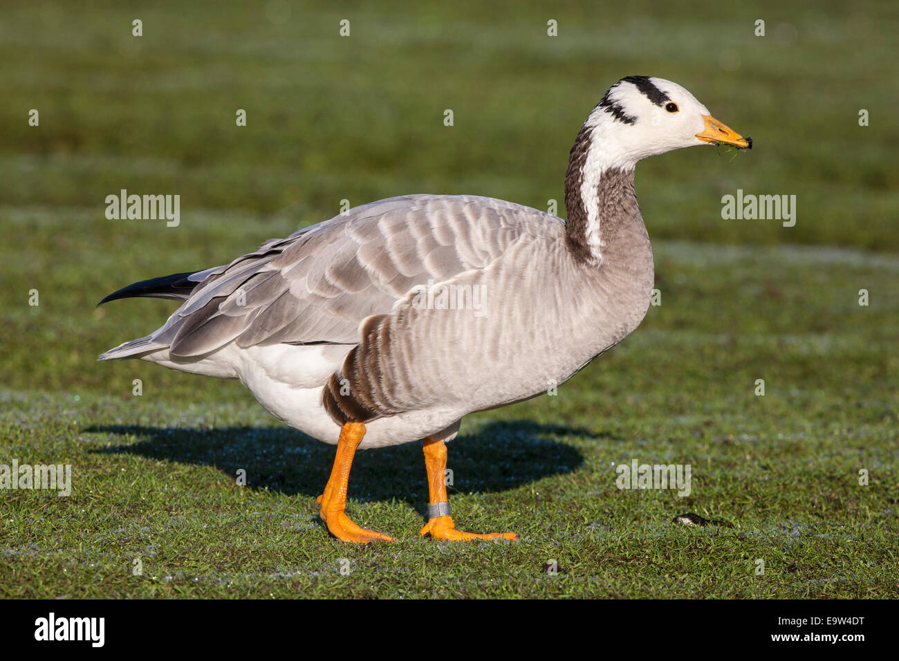 Barheaded goose (Anser indicus), captive, native to Southern Asia Stock ...