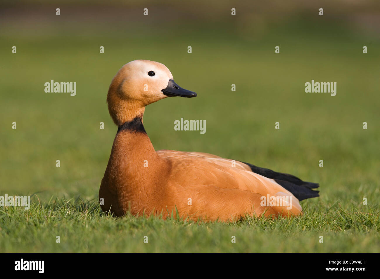 Ruddy shelduck (Tadorna ferruginea), captive, native to Europe, Asia ...