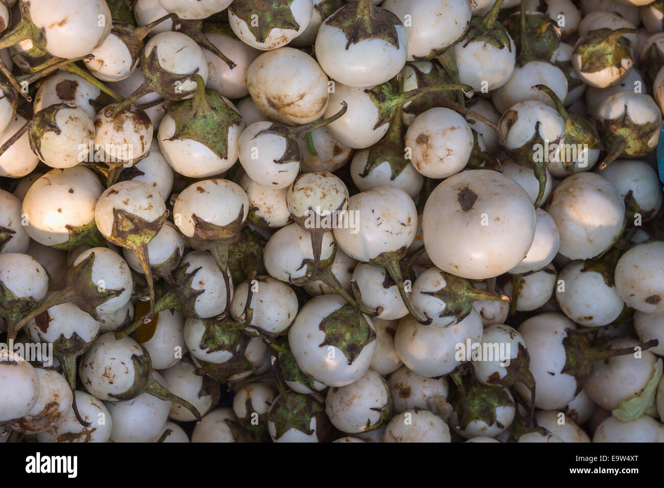The white Thai Brinjal is a kind of small eggplant Stock Photo - Alamy