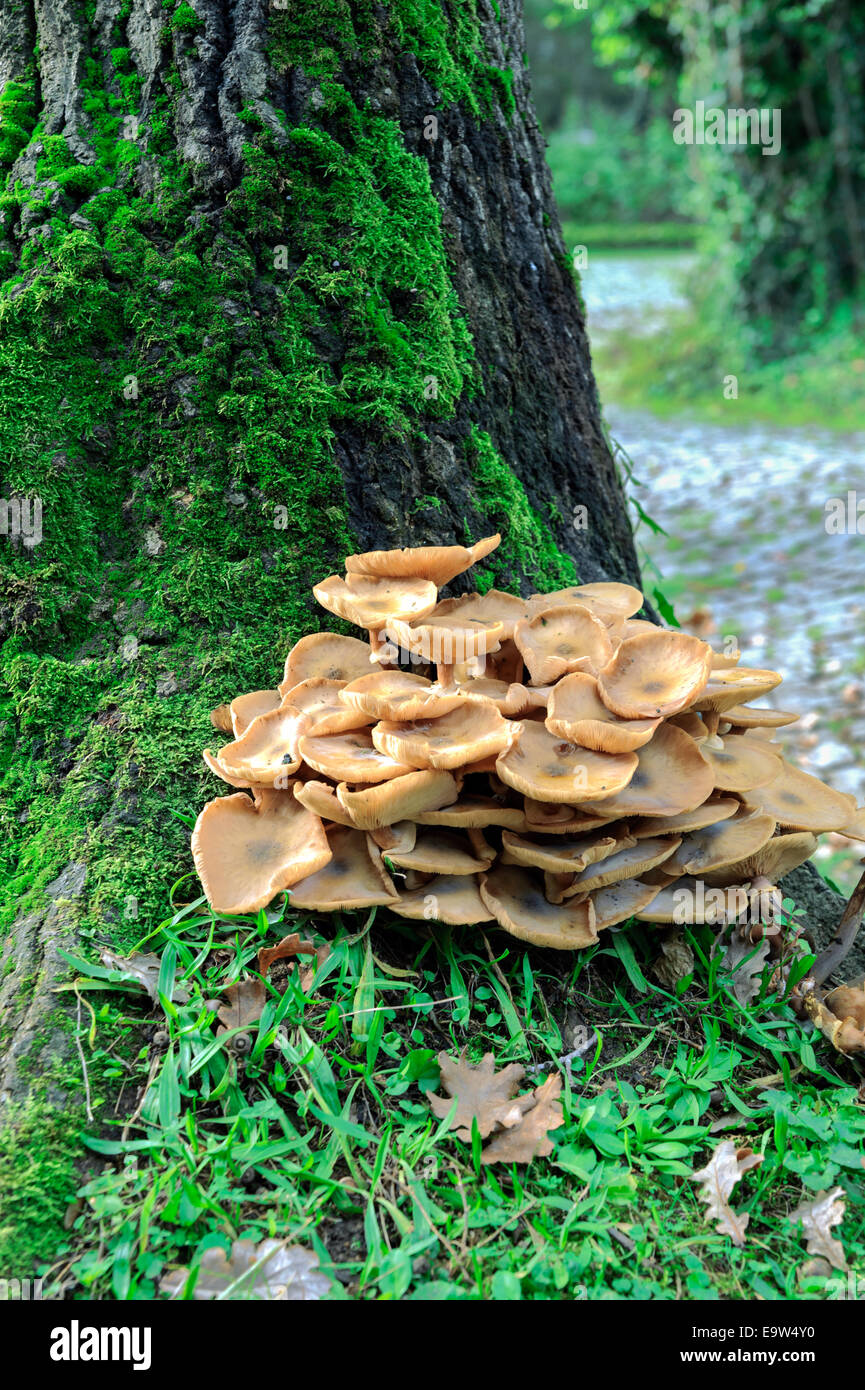 Fungus fungi mushroom on a tree at the forest Stock Photo - Alamy