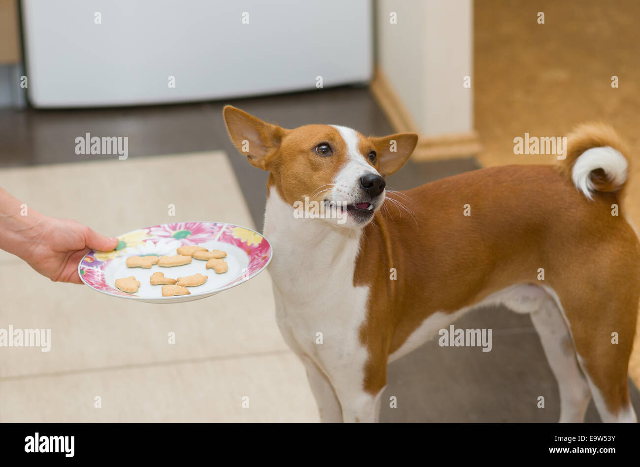 Basenji wondering why that waitress giving those cookies instead of ...