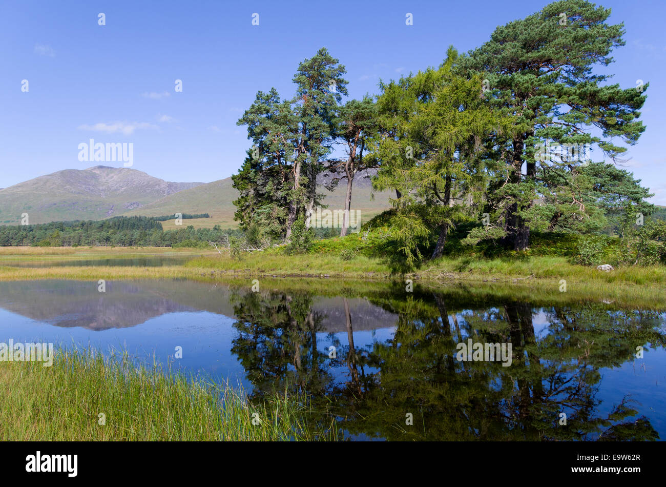 Loch tulla pines hi-res stock photography and images - Alamy