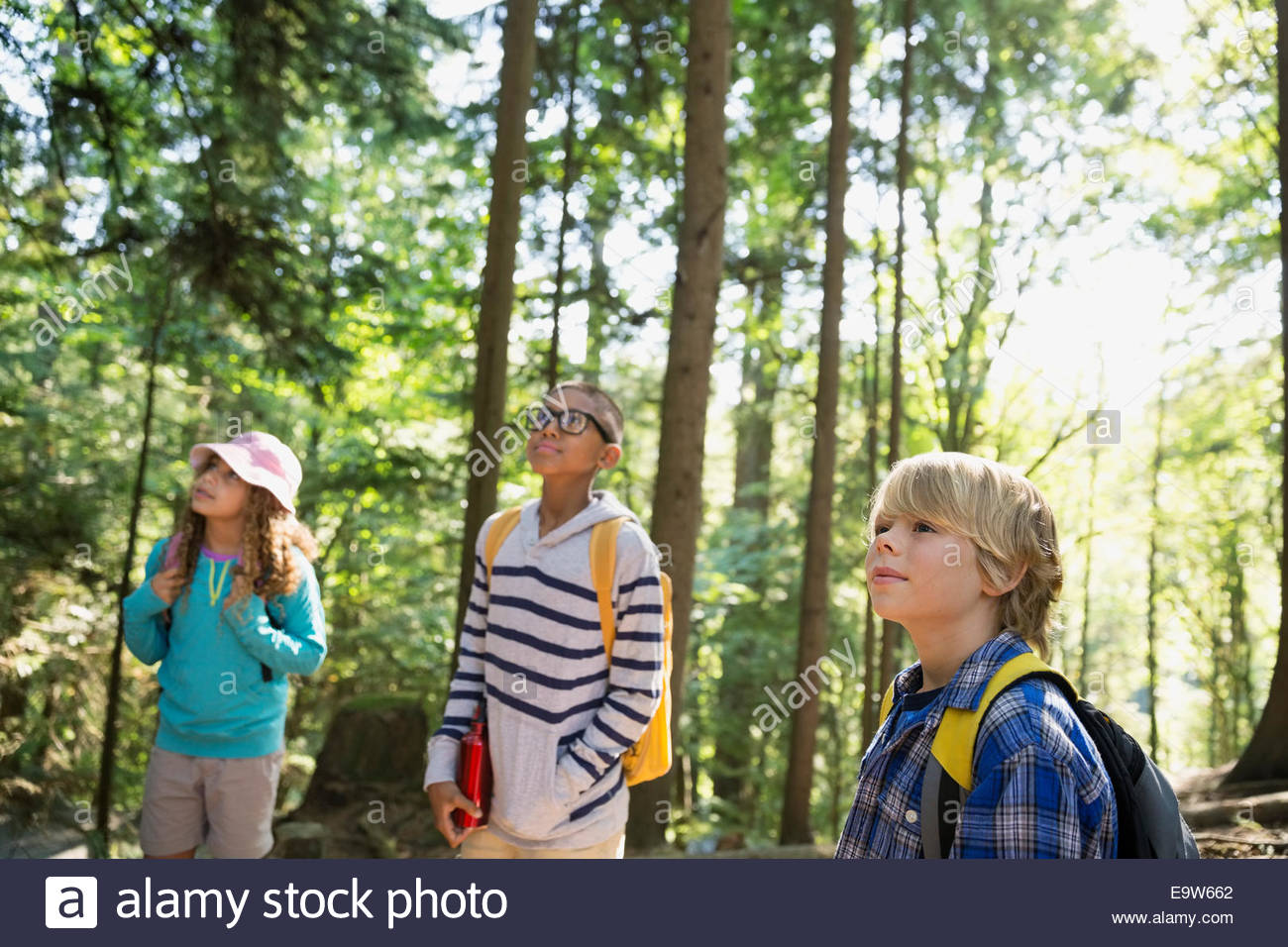 Children looking up at trees in woods Stock Photo - Alamy